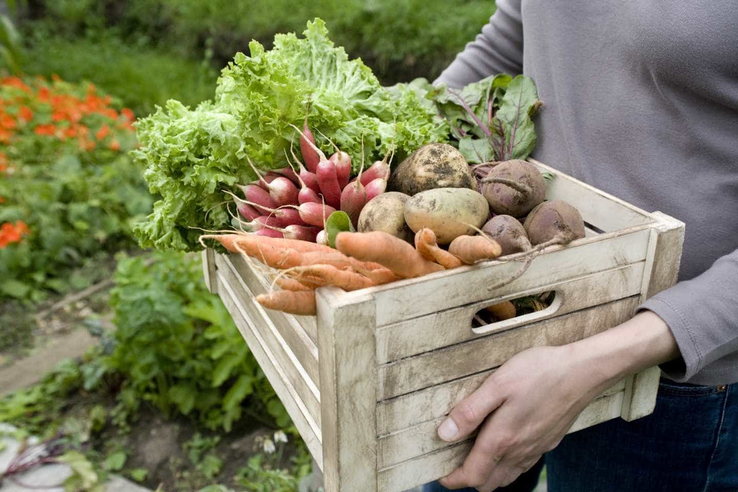 How to Eat Organic Food on a Budget